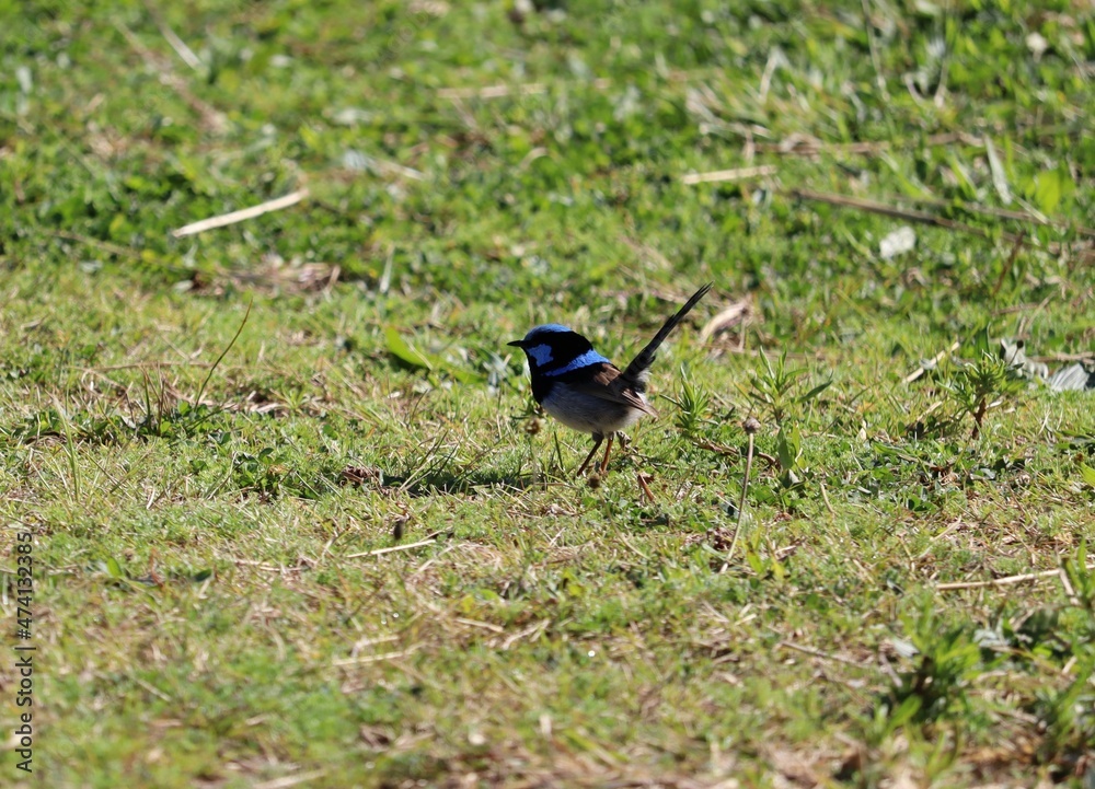 The superb fairywren (Malurus cyaneus) is a passerine bird in the ...