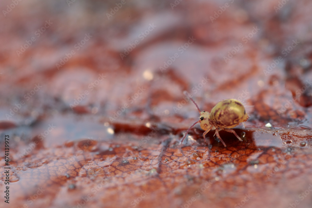 Globular springtail Dicyrtomina ornata or fusca in very close view ... Globular springtail Dicyrtomina ornata or fusca in very close view ...