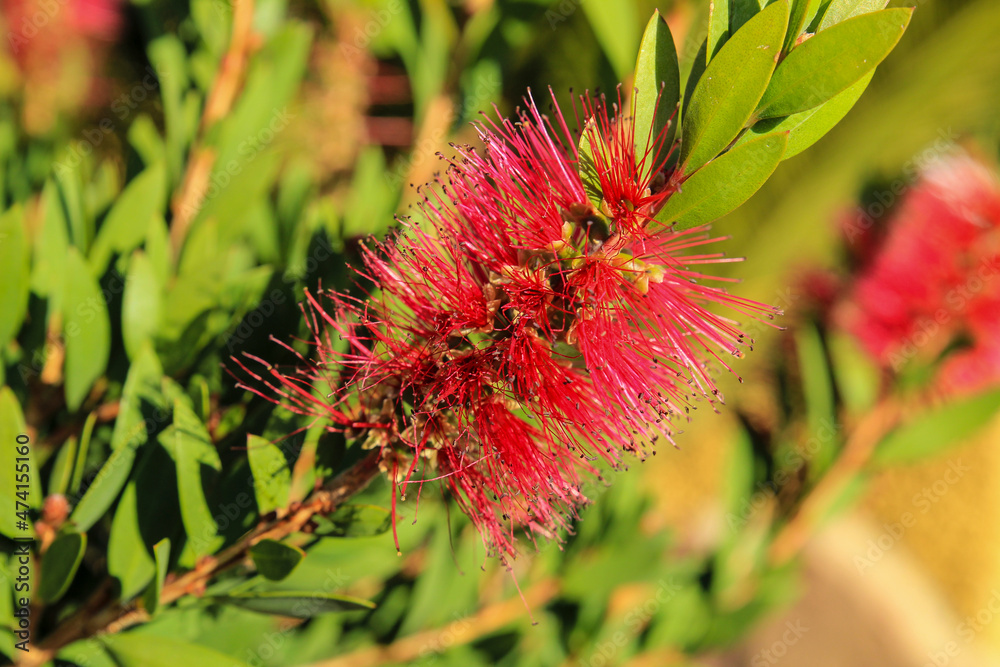 Callistemon plant in bloom in the garden Stock Photo | Adobe Stock