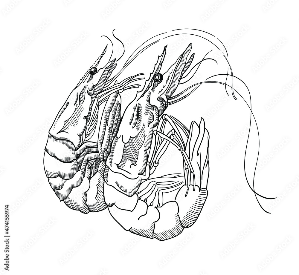 Shrimp. Vector graphics, drawings by hand. Stock Vector | Adobe Stock
