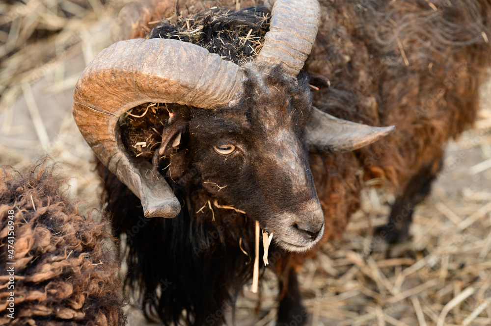 Welsh goat with large and sharp horns, a zoo with unusual animals ...