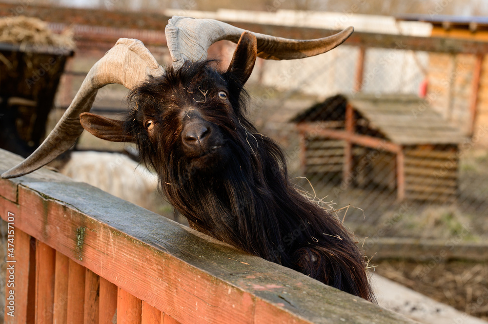Welsh goat with large and sharp horns, a zoo with unusual animals ...