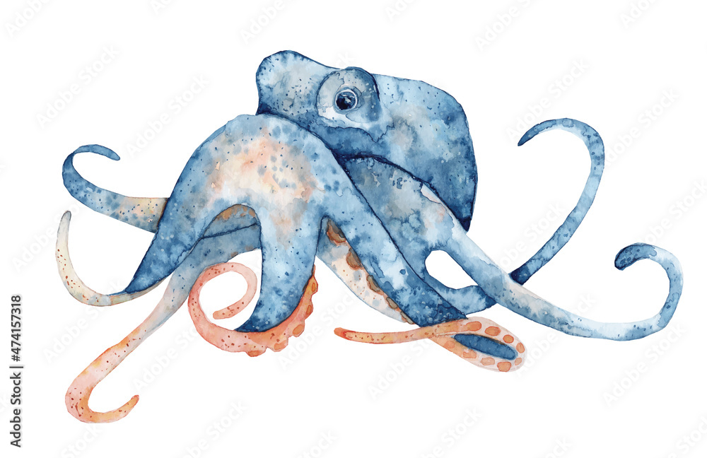 Watercolor hand drawn illustration of octopus in blue color isolated on ...