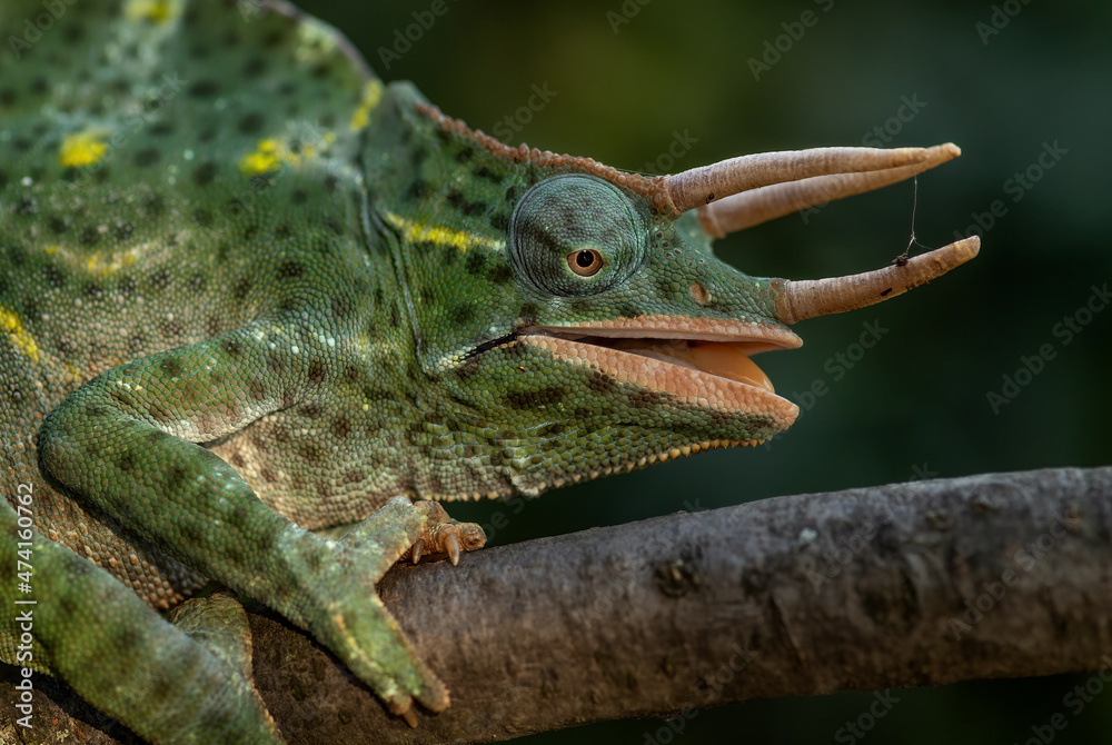 Usambara Three-horned Chameleon - Trioceros deremensis, beautiful ...