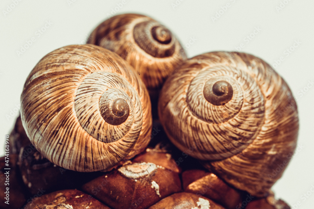 Selective focus of snail shells on isolated white background. Of the ...
