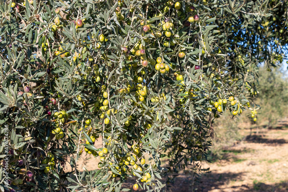 Olive branches full of olives in different stages of maturation from ...