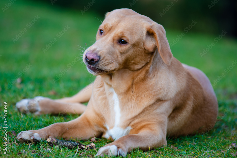 Lovely brown or ginger labrador female dog pictured outdoors enjoying ...