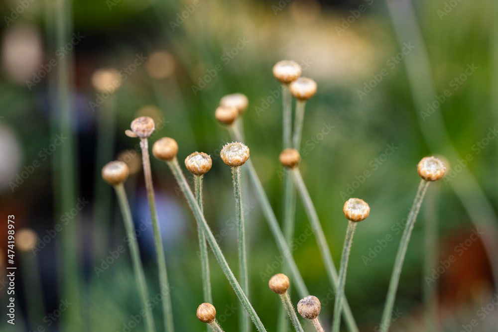 Syngonanthus chrysanthus 'Mikado'. This plant is native to Brazil but ...