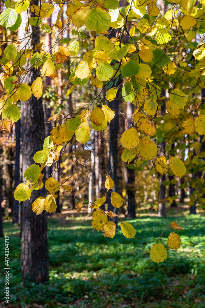 Vertical photo of grey alder (alnus incana) autumnal leaves at forest ...