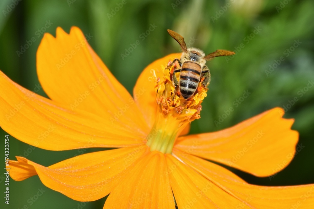A Honey Bee Pollinating a Cosmos Flower in a Flower Garden in Trinidad ...