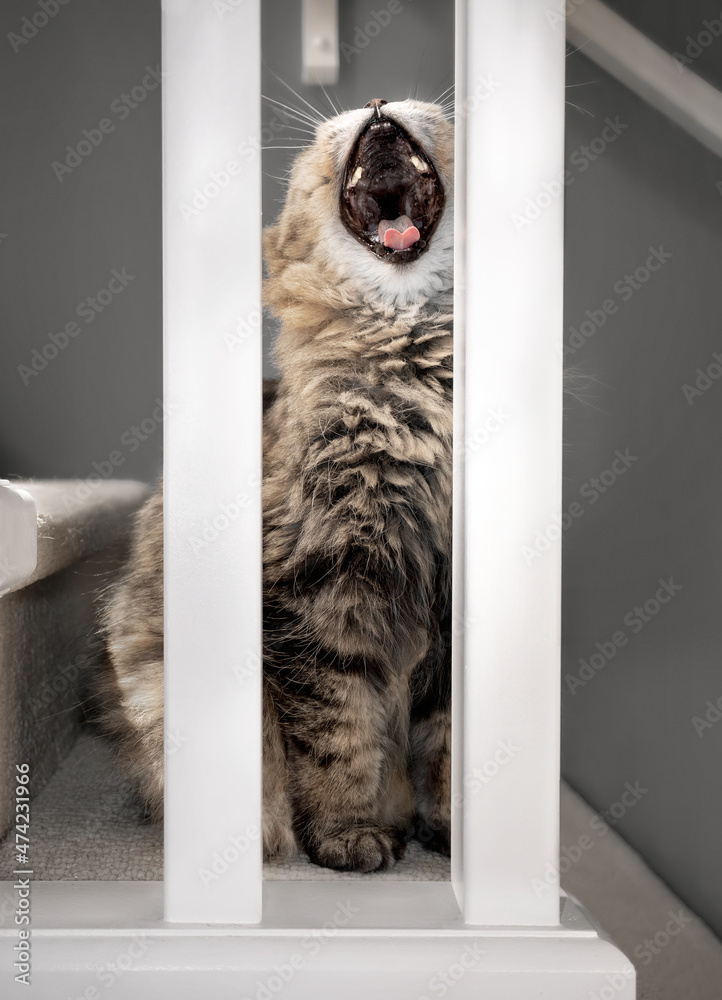 Cat Front Teeth Missing