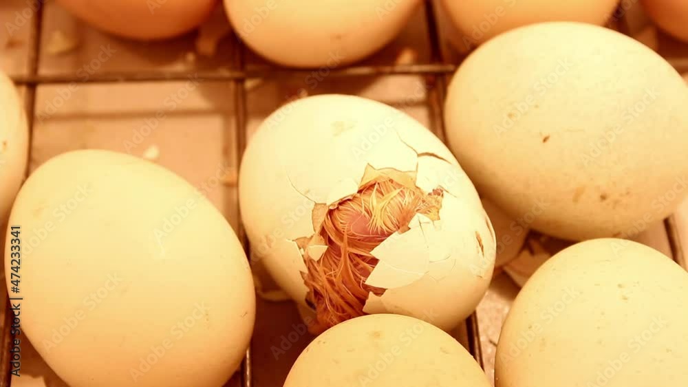 Little hatching chick paying its last efforts to get out of the egg in ...