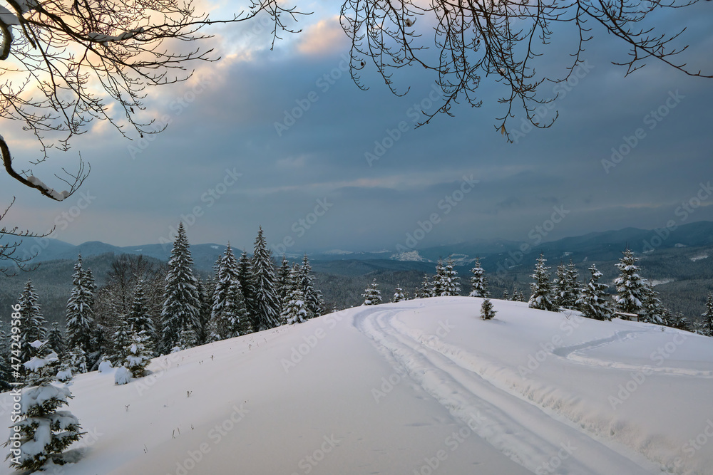 Moody landscape with footpath tracks and bare dark trees covered with ...