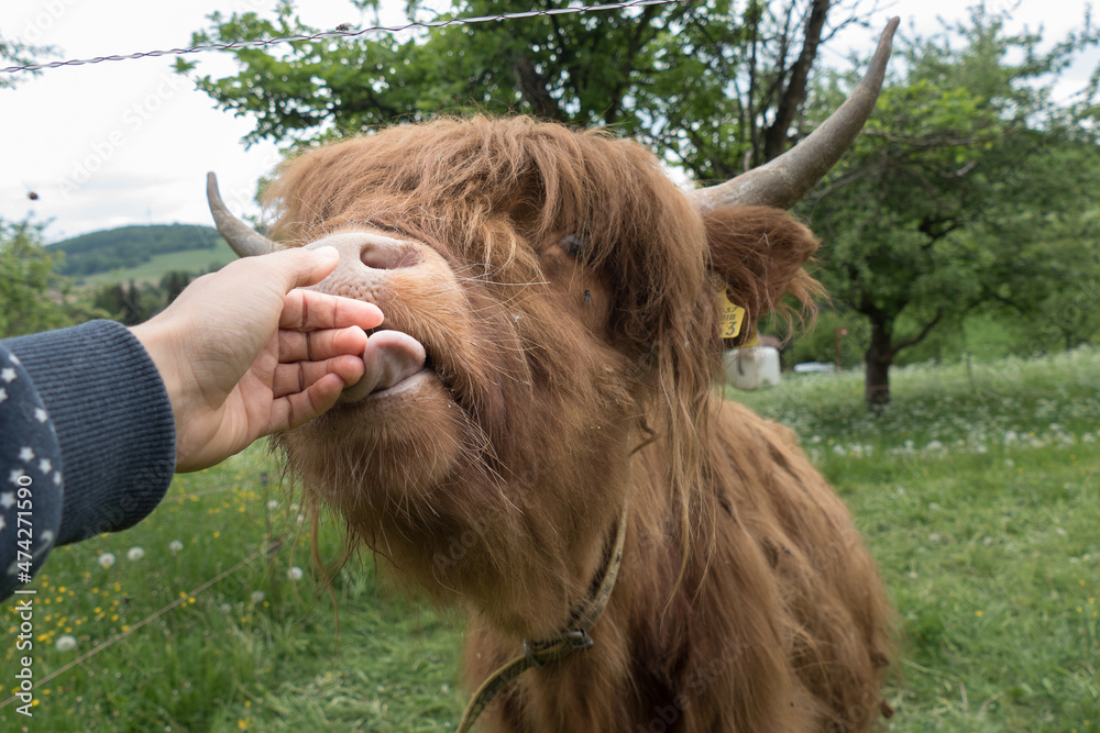 Highland cow licking human hand Stock Photo | Adobe Stock