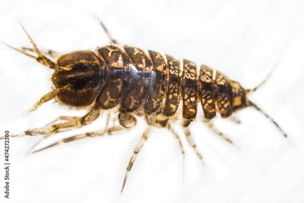 Aquatic sow bug, water louse (Asellus aquaticus), Isopoda ...