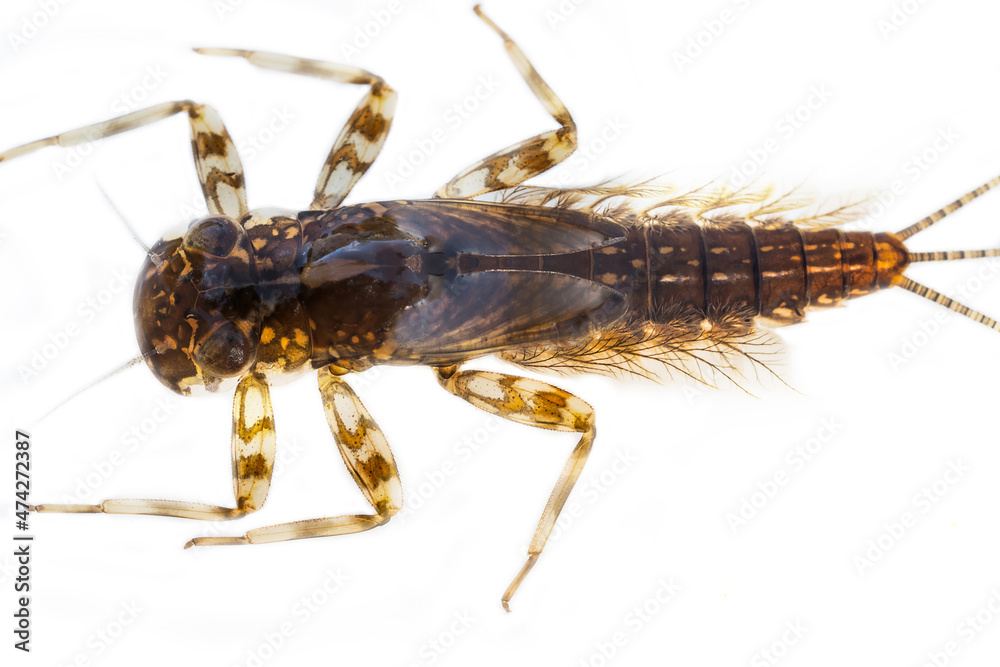 Nymph of Common Mayfly (Ephemera vulgata). It is nymph (immature form ...