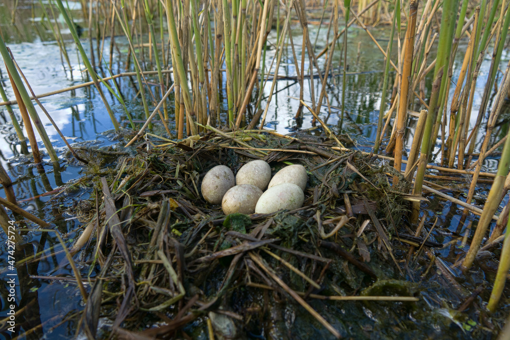 Bird's Nest Guide. Nidology. Slavonian grebe (Podiceps auritus ...