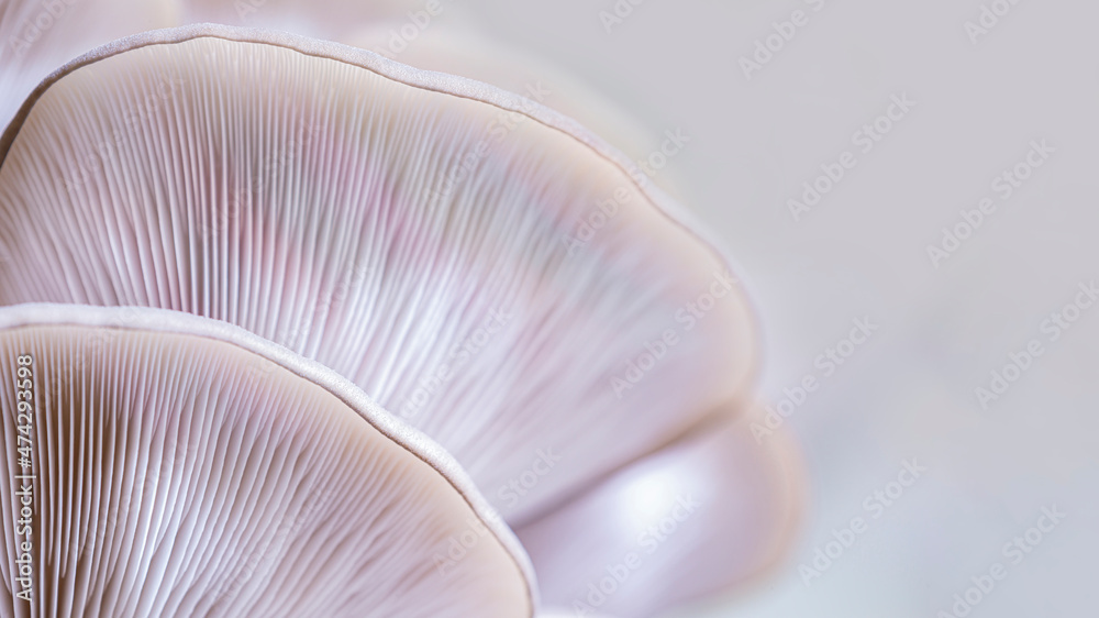 Mushroom texture pattern for design and decoration. Mushrooms macro ...