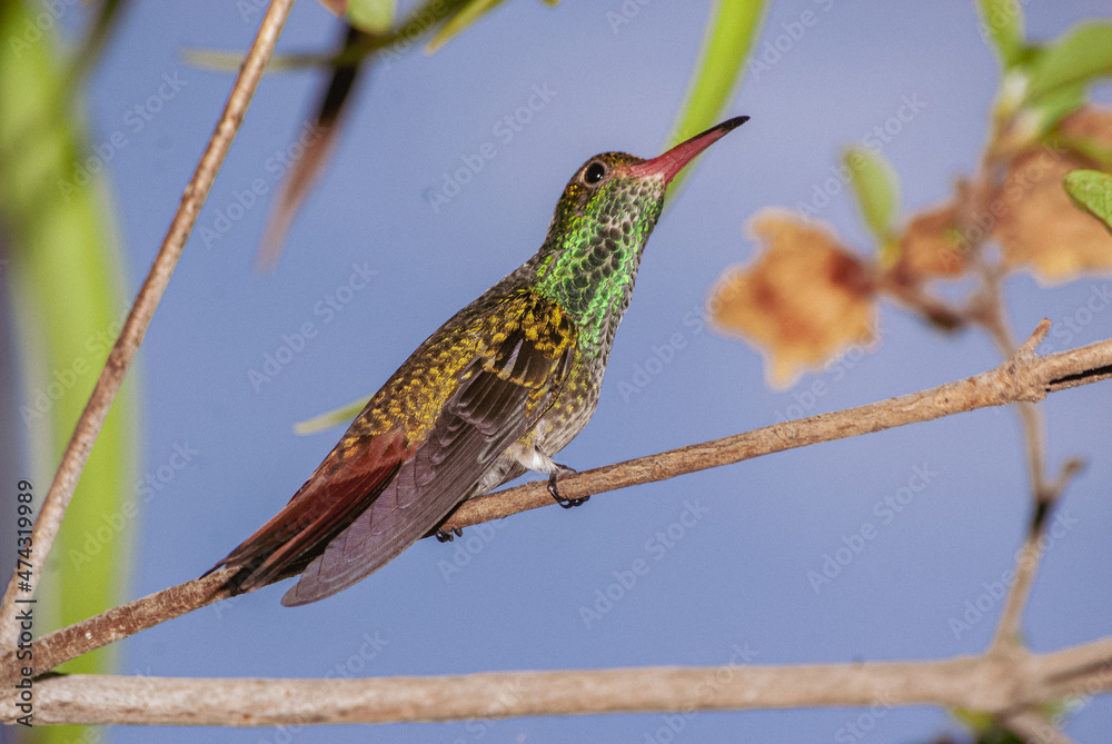 Colibrí Calzoncitos cobrizo (Eriocnemis cupreoventris) Stock Photo ...