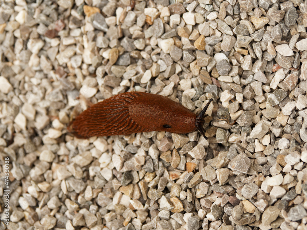(Arion rufus) Grande Loche ou grande limace rouge orangé, gastéropode ...