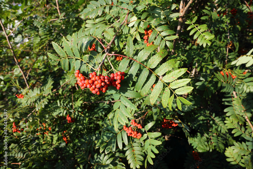 Vogelbeere / Rowan or Mountain-ash / Sorbus aucuparia Stock Photo ...