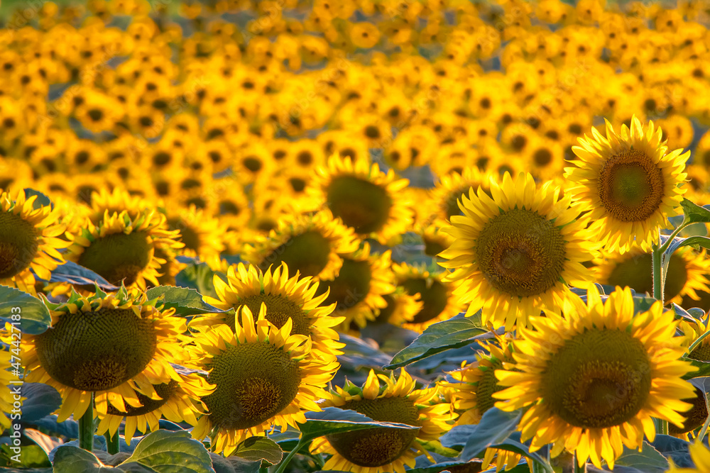 Beautiful sunset over a sunflower field in Edirne, Turkey. Field of ...