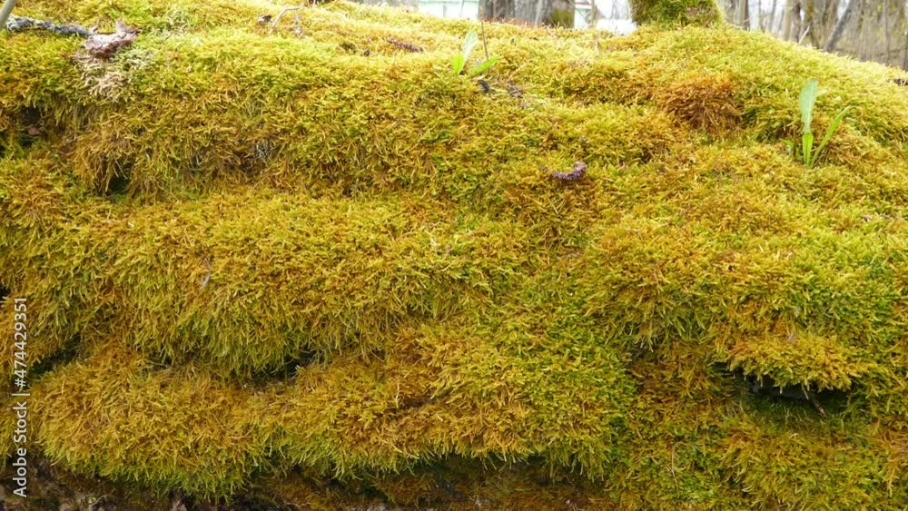 Forestry. Moss surface of boreal mixed forest, moss mat, silken cover ...
