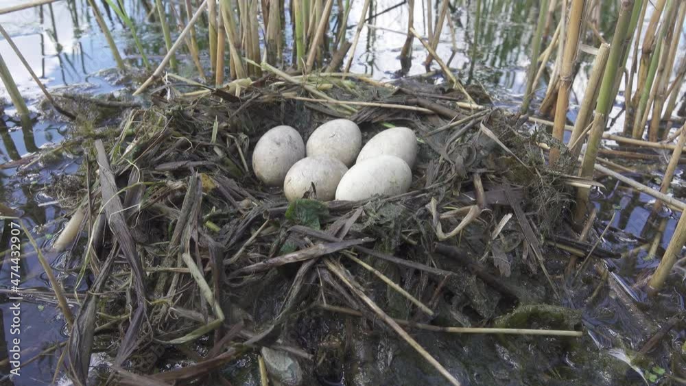 Bird's Nest Guide. Nidology. Slavonian grebe (Podiceps auritus ...