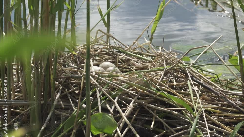 Bird's Nest Guide. Nidology. European coot (Fulica atra) nest on a ...