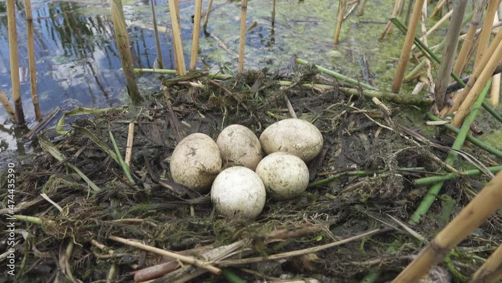 Bird's Nest Guide. Nidology. Great-crested grebe (Podiceps cristatus ...