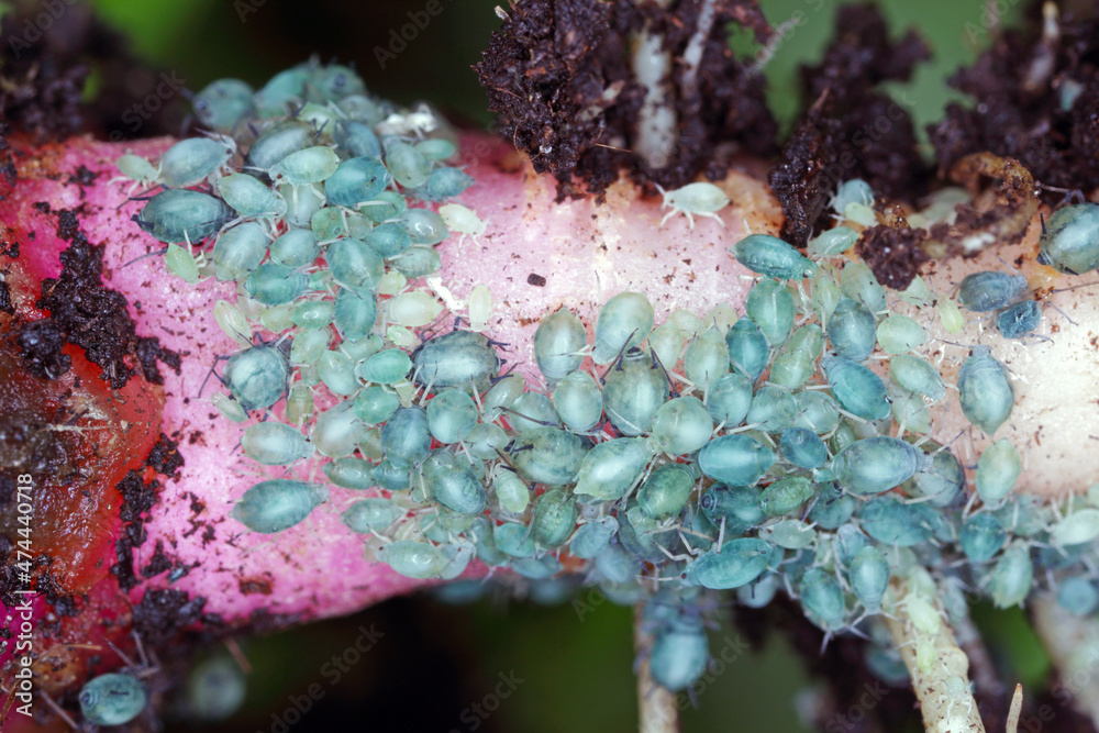 Aphids Colony On Roots Underground Aphid These Are Important Pests Of