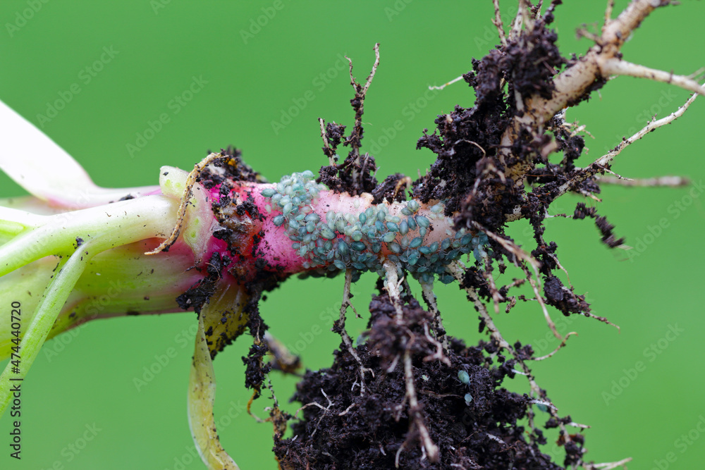 Aphids colony on roots, underground aphid. These are important pests of ...