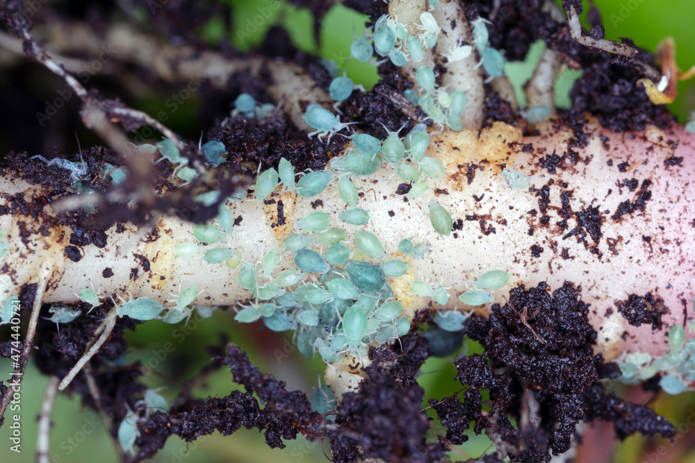 Aphids colony on roots, underground aphid. These are important pests of ...