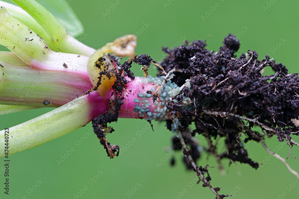 Aphids colony on roots, underground aphid. These are important pests of ...