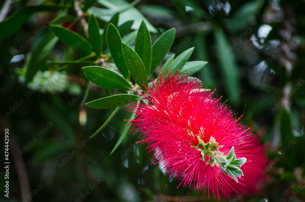 Red bottle brush flower in a spring season at a botanical garden. Stock ...