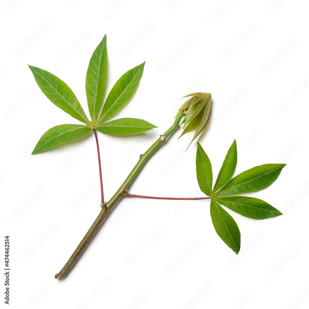 young cassava or manihot plant foliage, also known as manioc, yuca or ...