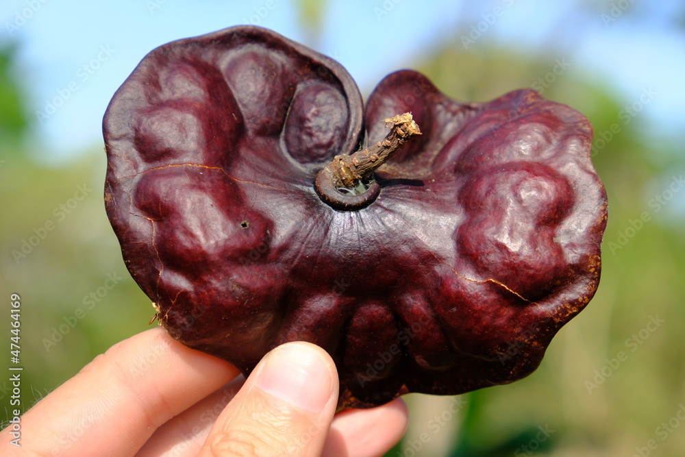 Nicaragua Ometepe Island - Elephant-ear shape seedpods - guanacaste ...