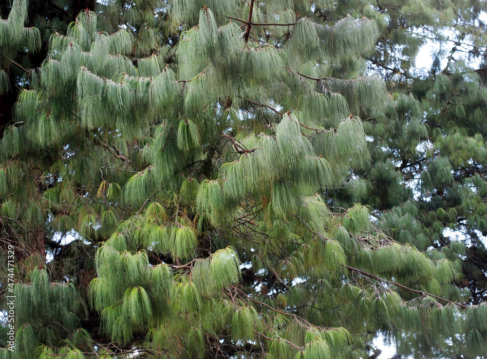 Foto de Himalayan Pine, Bhutan Pine botanical name Pinus Wallichiana ...