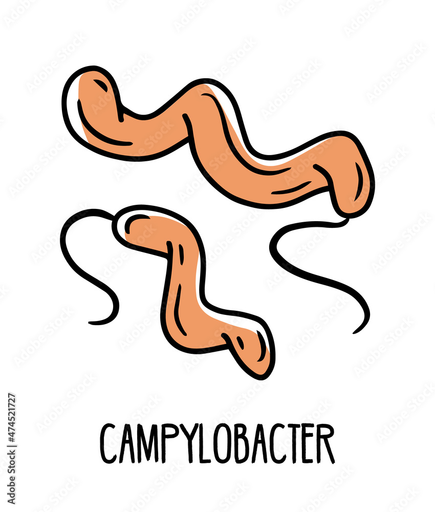 Campylobacter gram-negative curved bacteria in the human intestinal ...