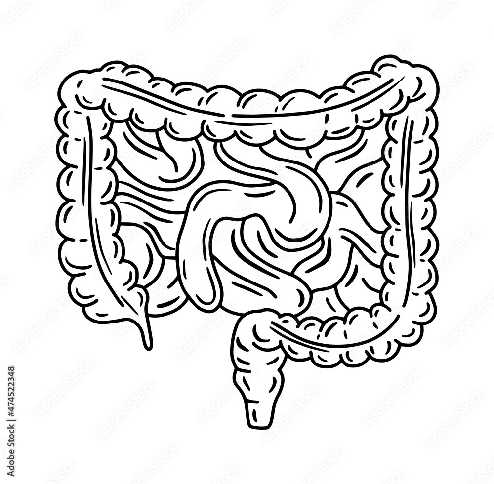 Intestine, small bowel and large colon vector anatomical illustration ...