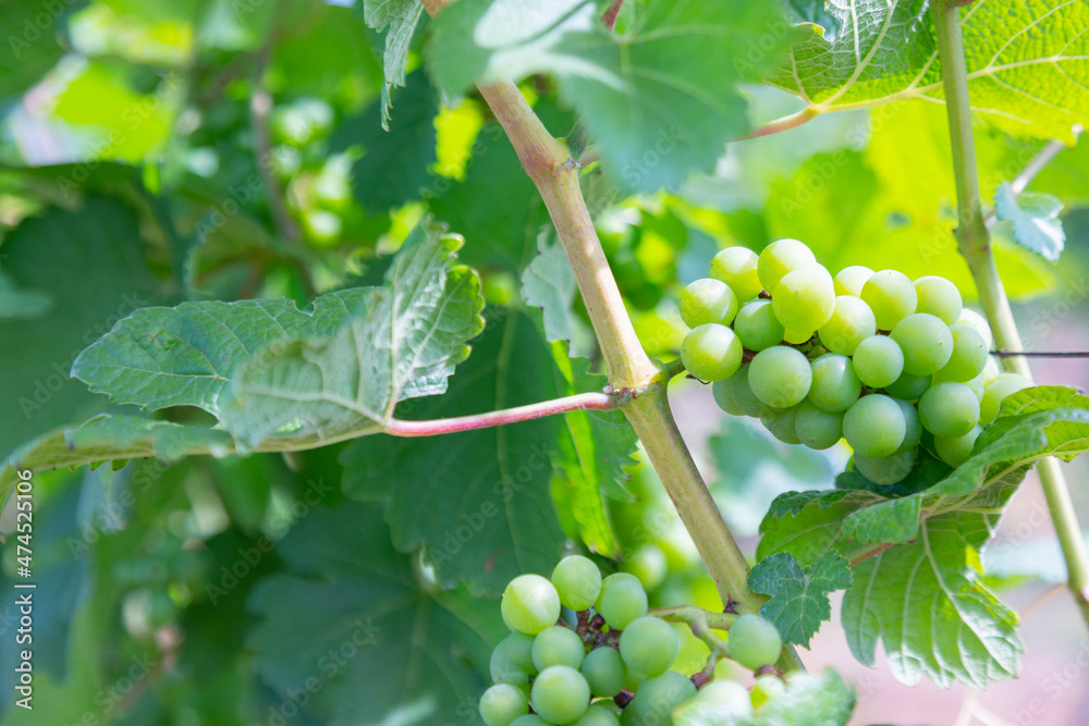 Beautiful scenery of many bunches of green grapes under sunlight ...