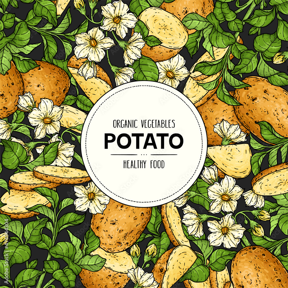Hand drawn background with potato. Organic plant drawing with unpeeled ...