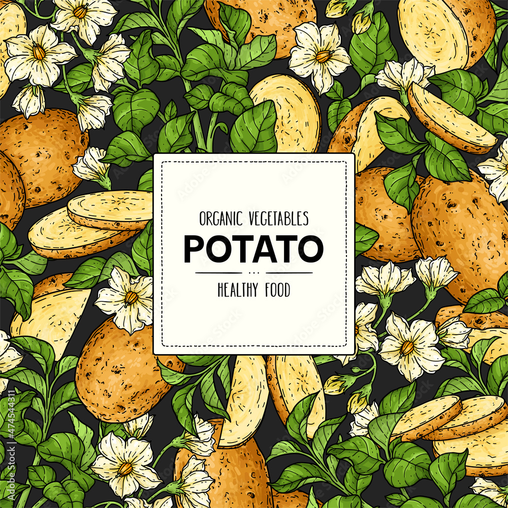 Hand drawn background with potato. Organic plant drawing with unpeeled ...