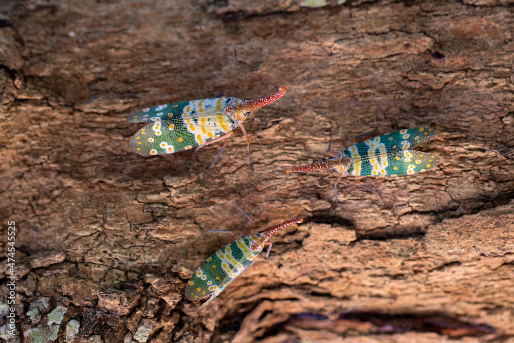 Pyrops candelaria ir lantern fly holding in longan tree. Excotic ...