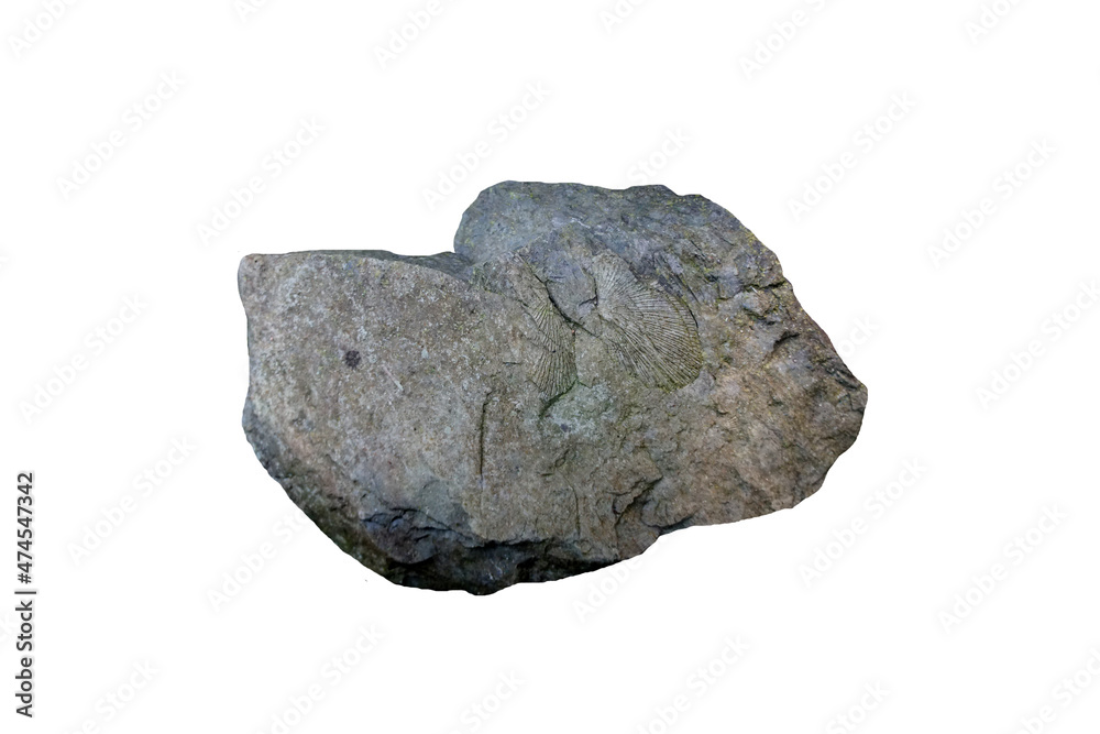 Fine-grain gray sandstone rock with brachiopod fossil isolated on white ...