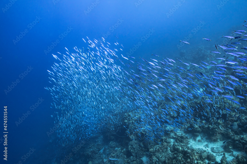 Seascape with School of Fish, Boga fish in the coral reef of the ...