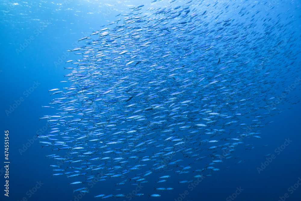 Seascape with School of Fish, Boga fish in the coral reef of the ...