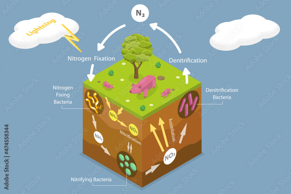 3D Isometric Flat Vector Conceptual Illustration of Nitrogen Cycle ...