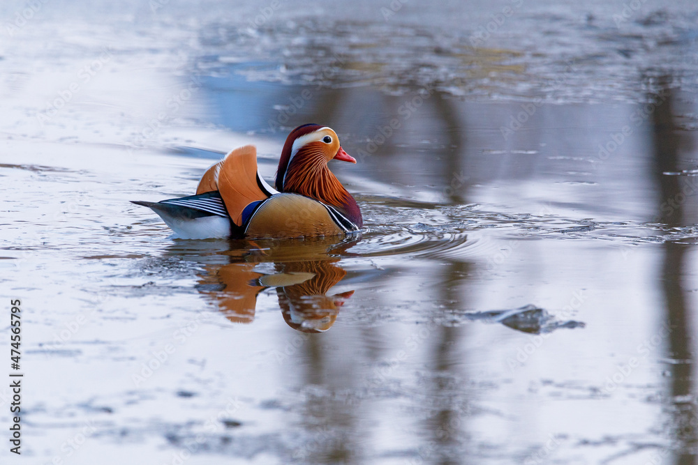 Red Book mandarin ducks swim in a winter pond. Diverse beautiful ducks ...