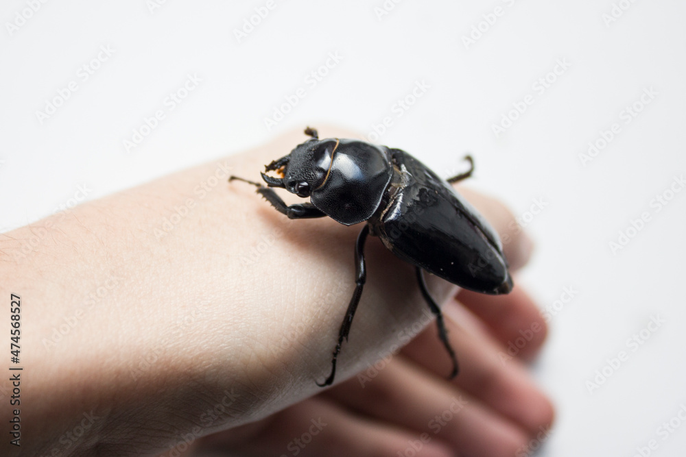 hornless female stag beetle. Lucanus cervus, the European stag beetle ...